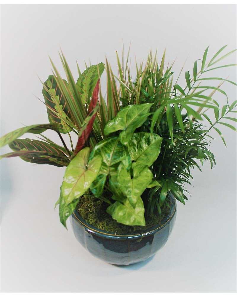 Dish Garden Planter - small arranged by a florist in Lafayette, LA ...